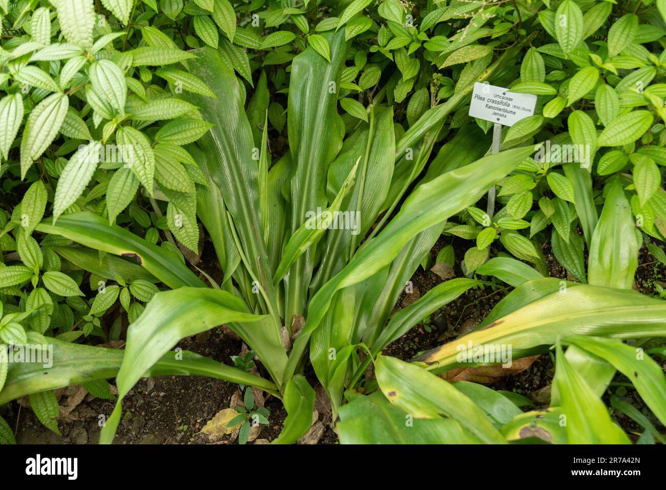 Specie chlorophytum immagini e fotografie stock ad alta risoluzione - Alamy