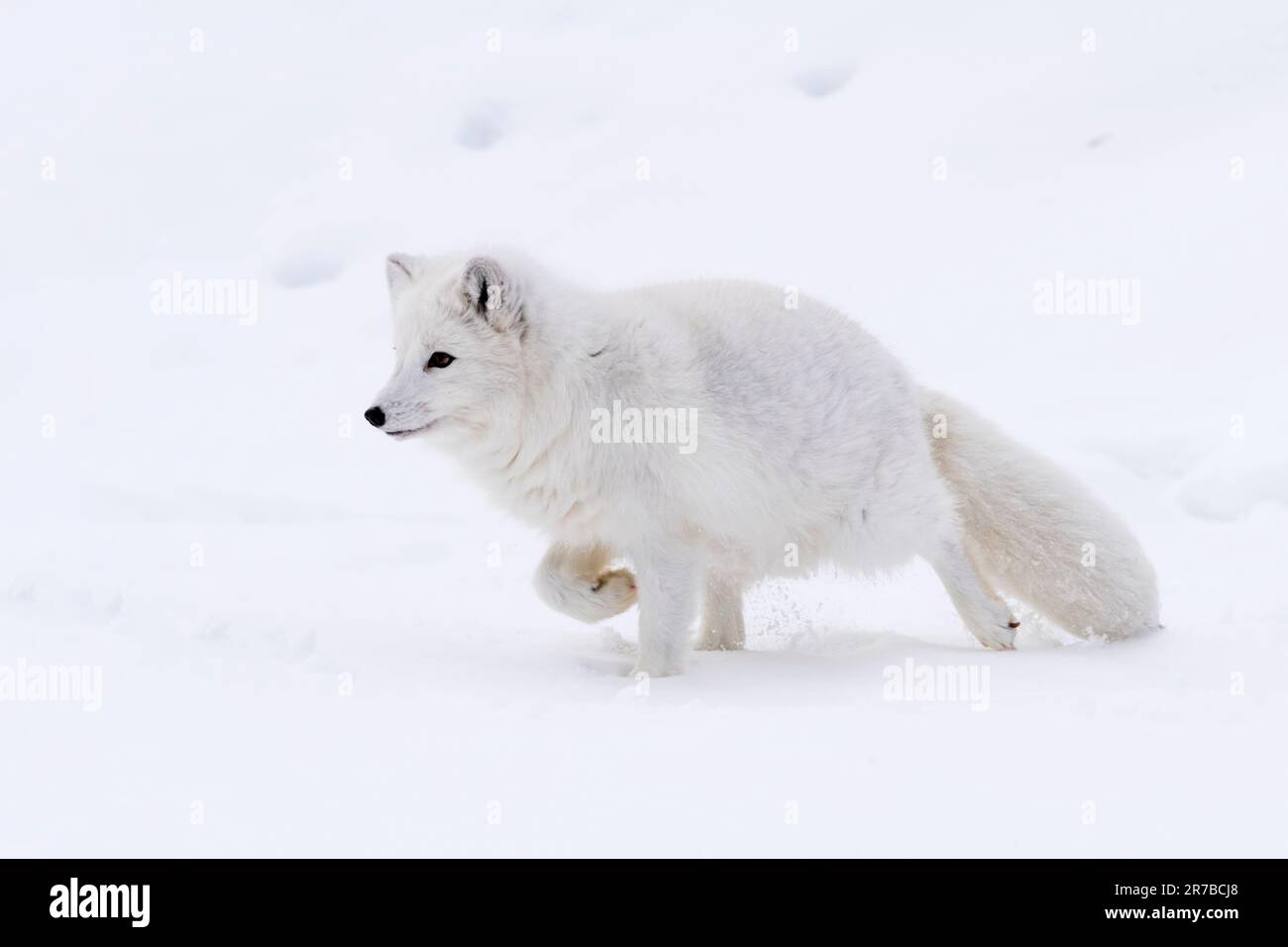 Fauna selvatica delle regioni polari immagini e fotografie stock ad ...