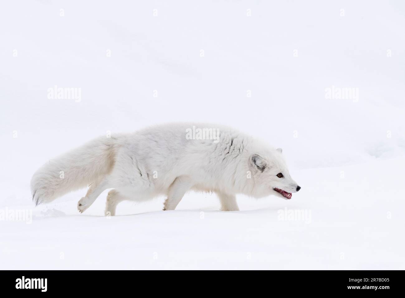 Fauna selvatica delle regioni polari immagini e fotografie stock ad ...