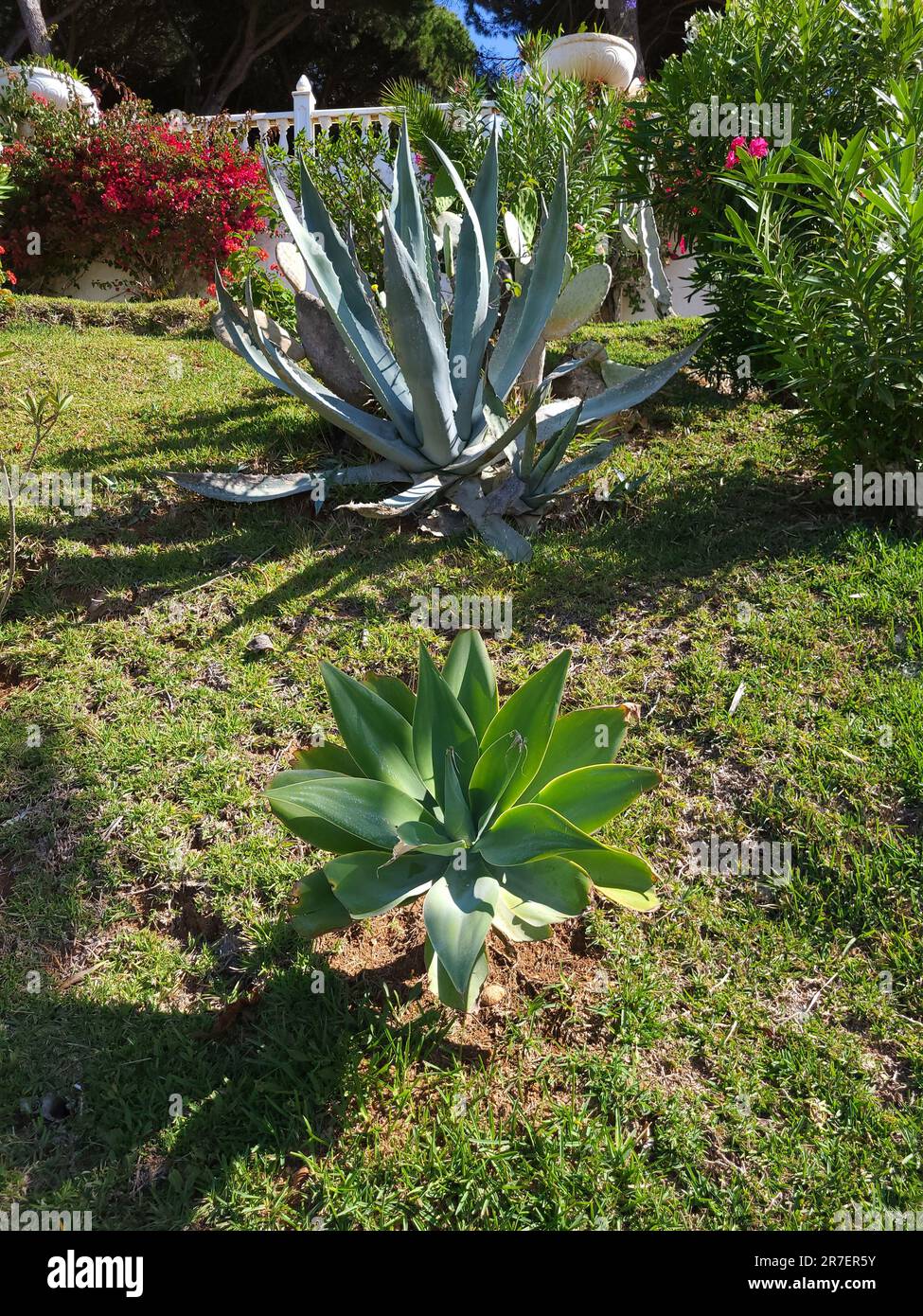 Agave americana marginata aurea immagini e fotografie stock ad alta ...