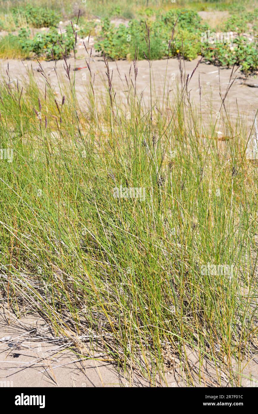 Spartina juncea immagini e fotografie stock ad alta risoluzione - Alamy
