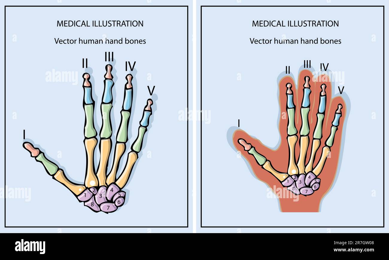Anatomia della mano Immagini Vettoriali Stock - Alamy