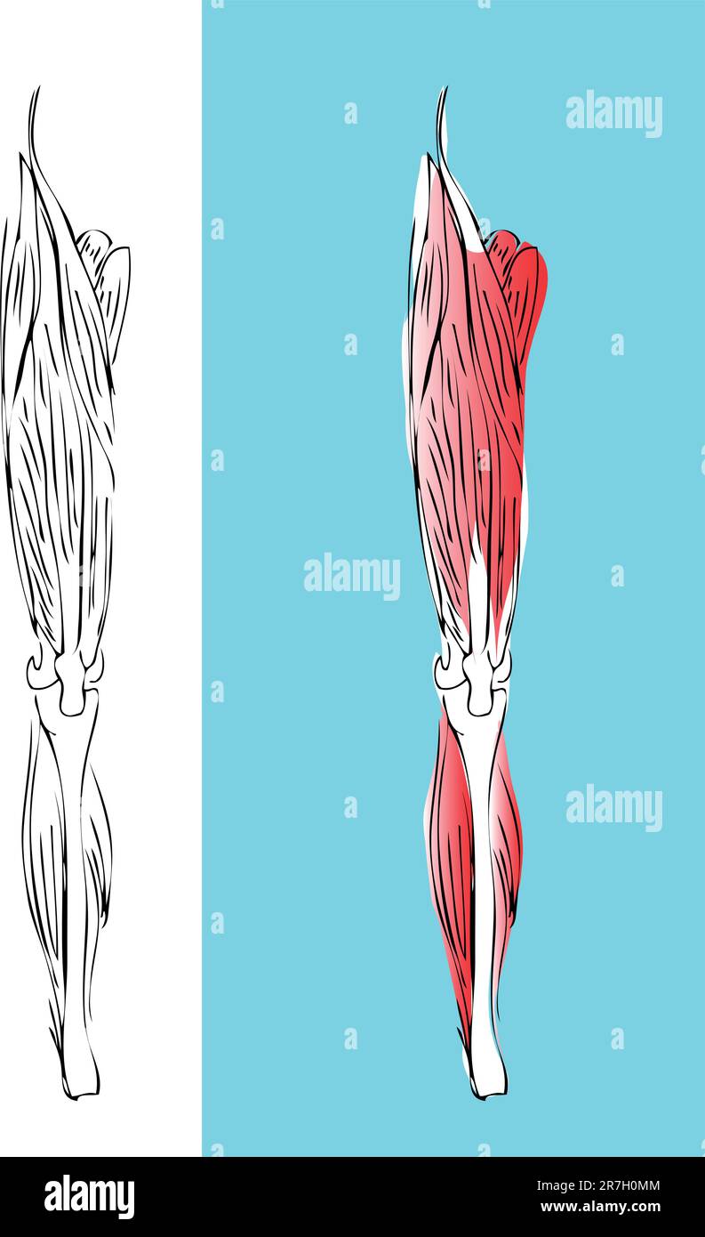 Sistema muscolare umano anatomia Immagini Vettoriali Stock - Alamy