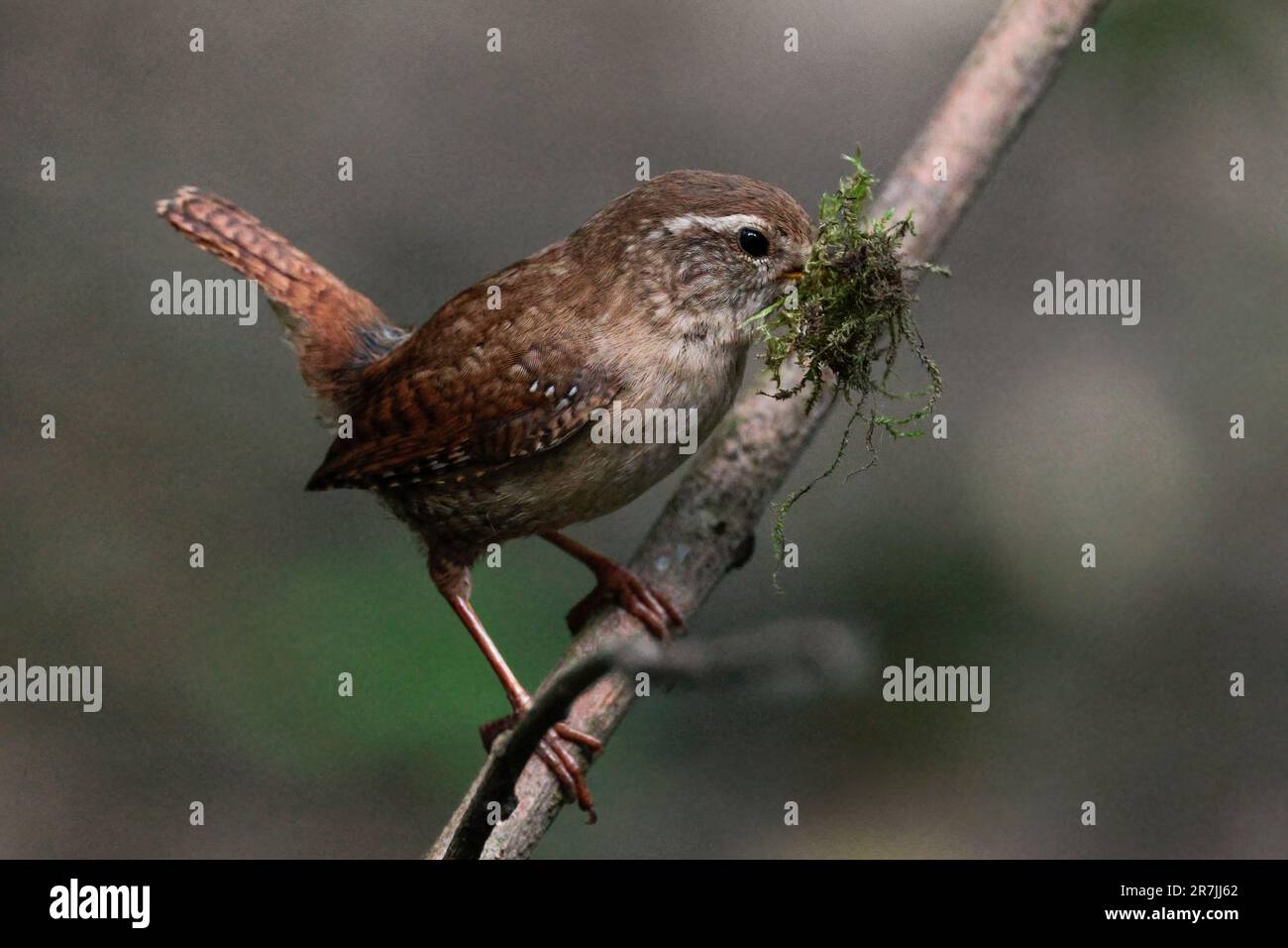 Coda corta inclinata immagini e fotografie stock ad alta risoluzione ...