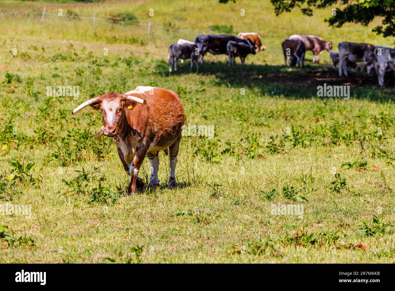 Anterior horn immagini e fotografie stock ad alta risoluzione - Alamy