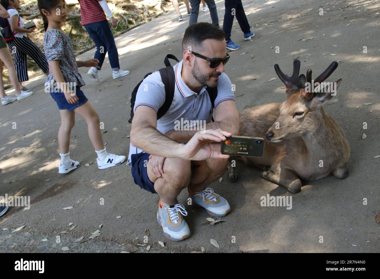 Cervo giapponese nativo immagini e fotografie stock ad alta risoluzione ...