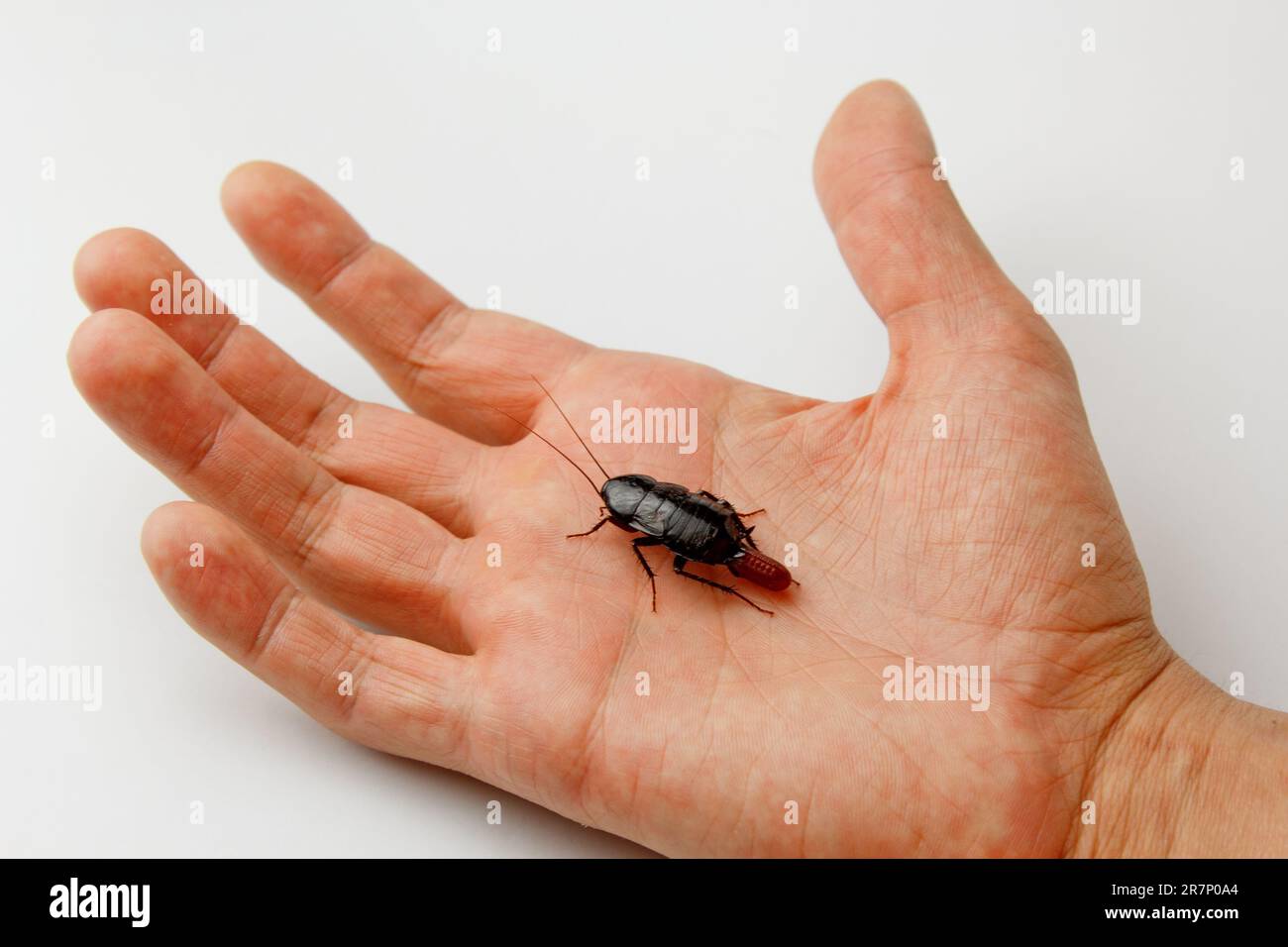 Scarafaggi anatomia immagini e fotografie stock ad alta risoluzione - Alamy