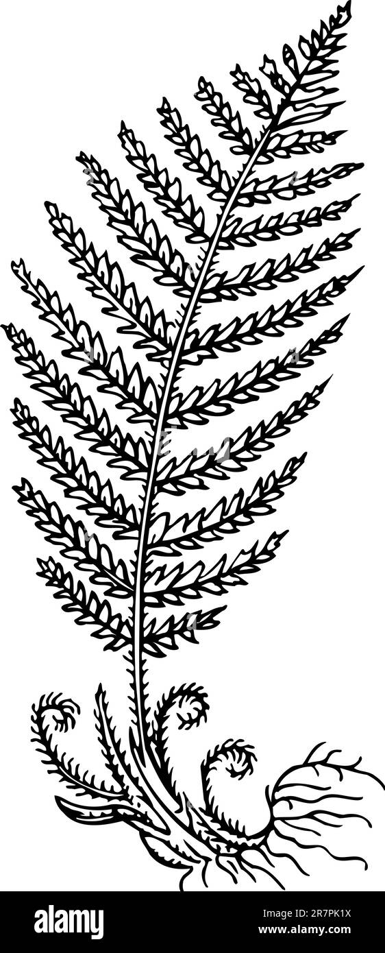 Pianta di felce Immagini Vettoriali Stock - Alamy