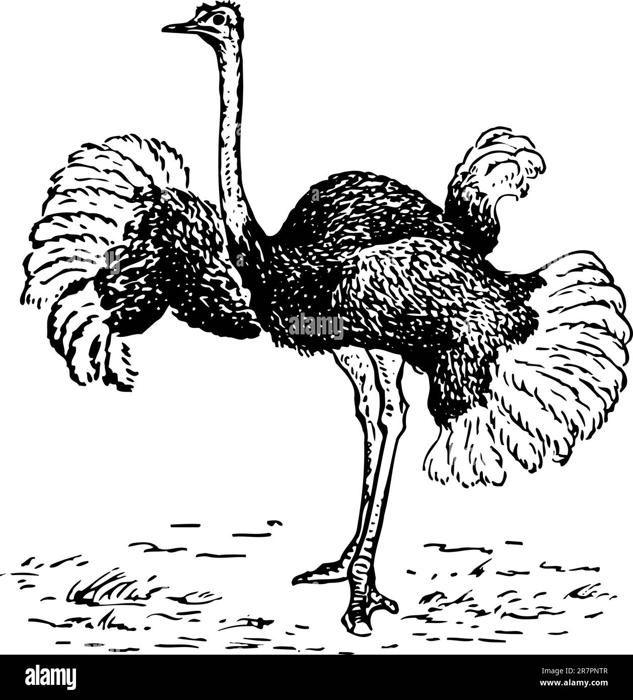 Maschio di struzzo Immagini Vettoriali Stock - Alamy