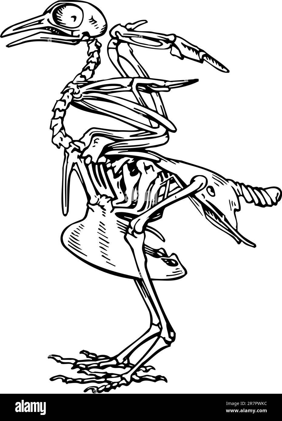 Anatomia dell'uccello Immagini Vettoriali Stock - Alamy