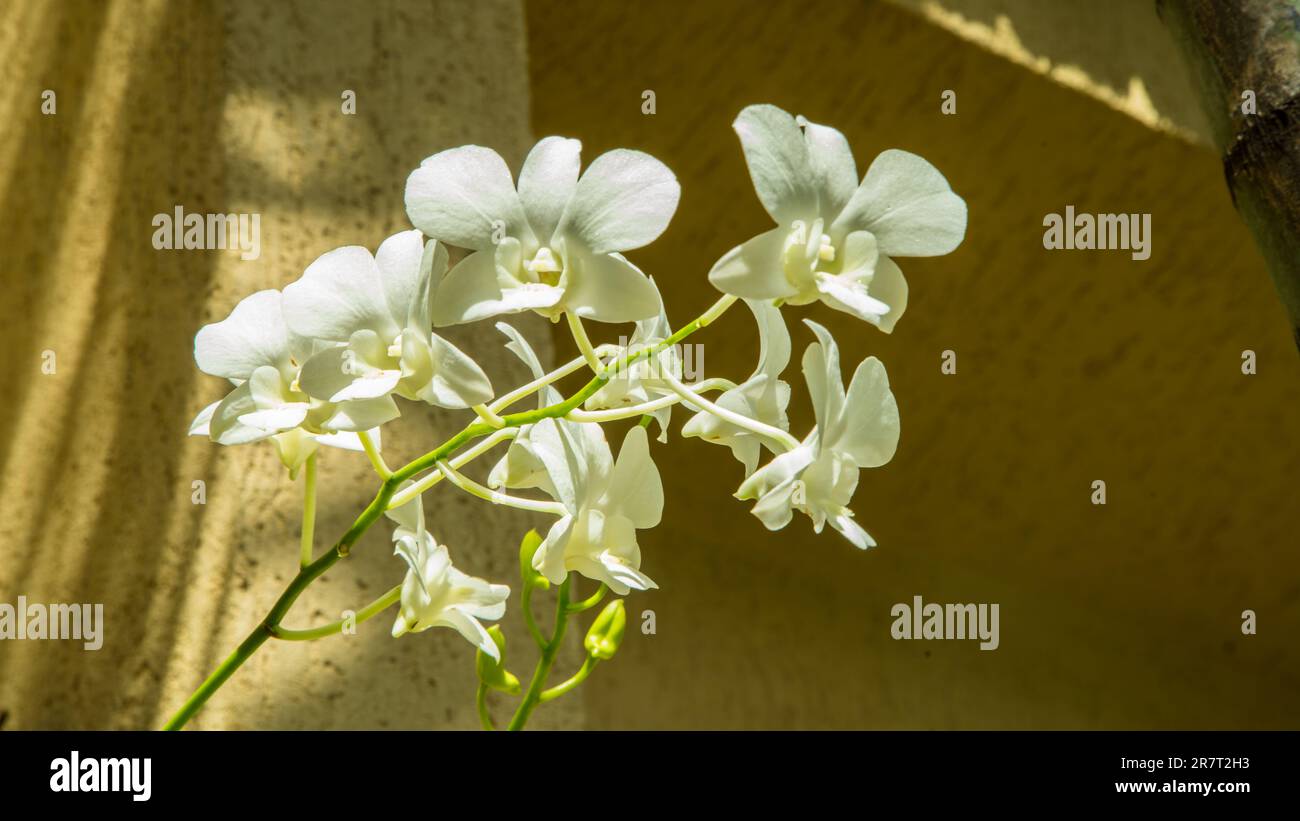 Le orchidee sono piante che appartengono alla famiglia delle ...