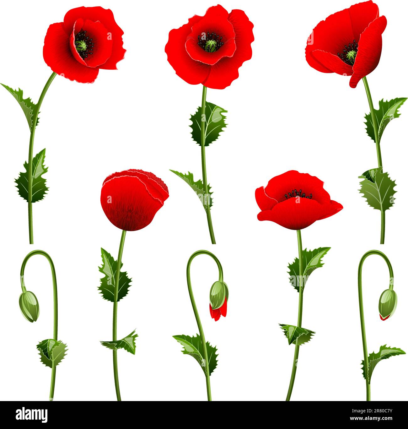 Clipart di papaveri immagini e fotografie stock ad alta risoluzione - Alamy