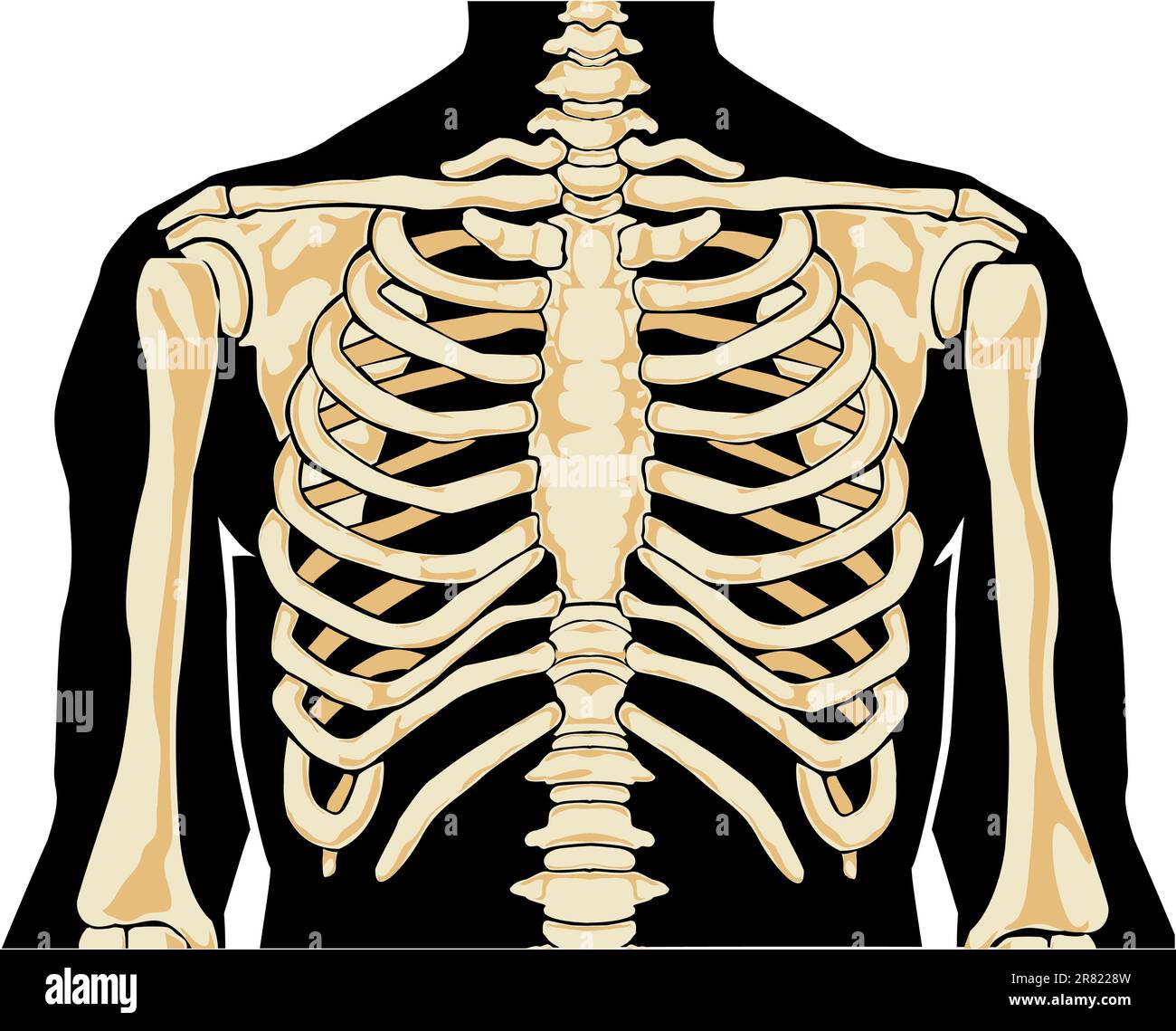 Anatomia umana immagini e fotografie stock ad alta risoluzione - Alamy