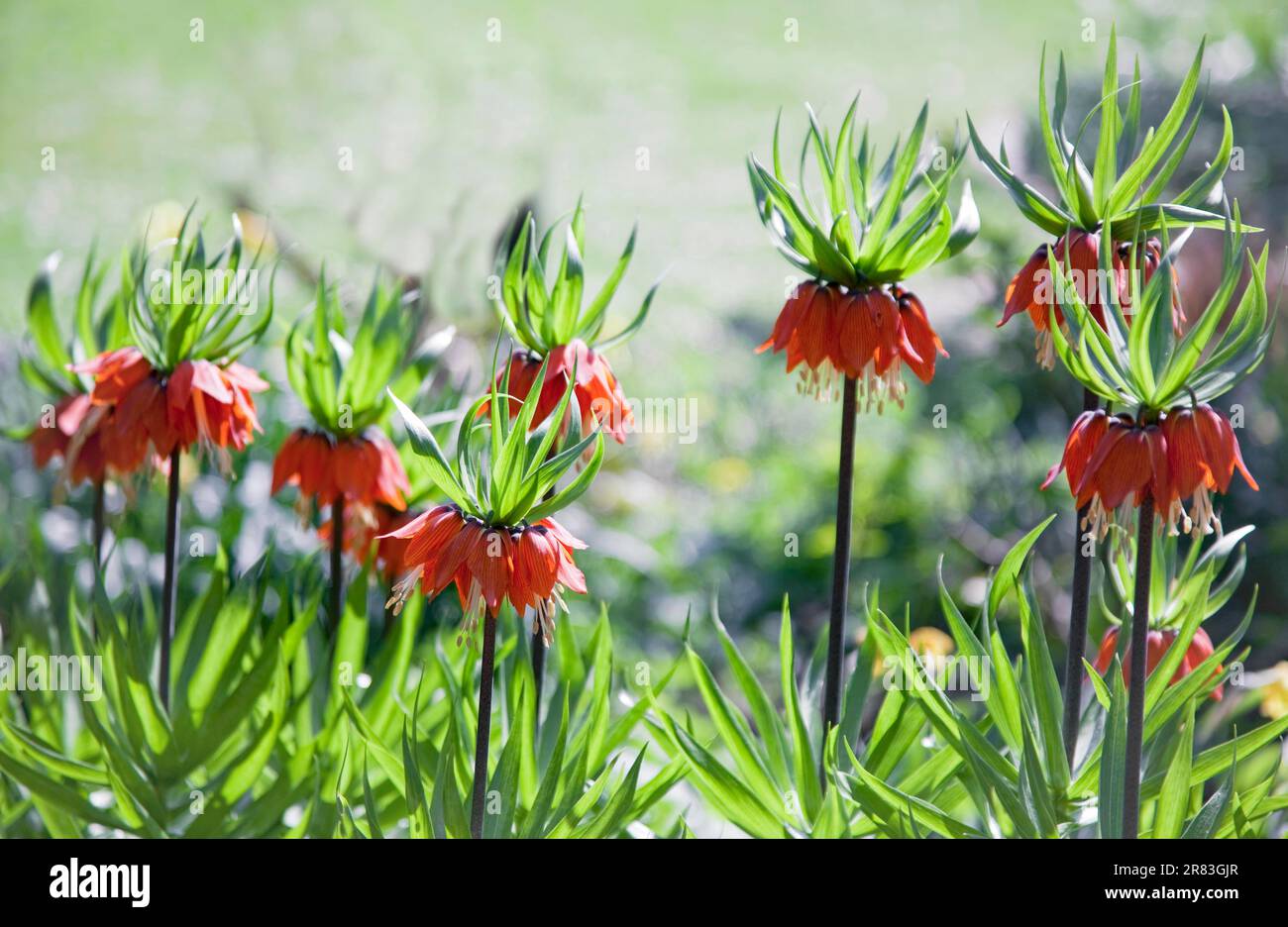 Imperial crowns immagini e fotografie stock ad alta risoluzione - Alamy