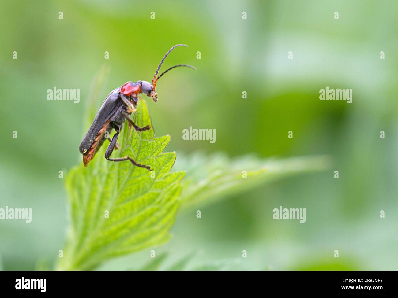Soldato rustico e coleottero marinaio immagini e fotografie stock ad ...