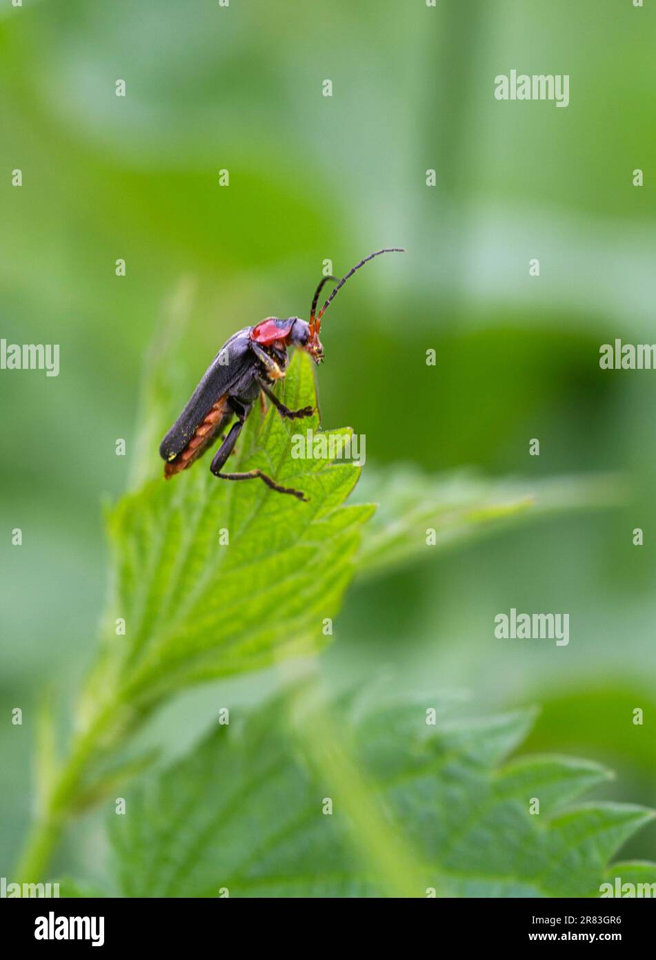Soldato rustico e coleottero marinaio immagini e fotografie stock ad ...