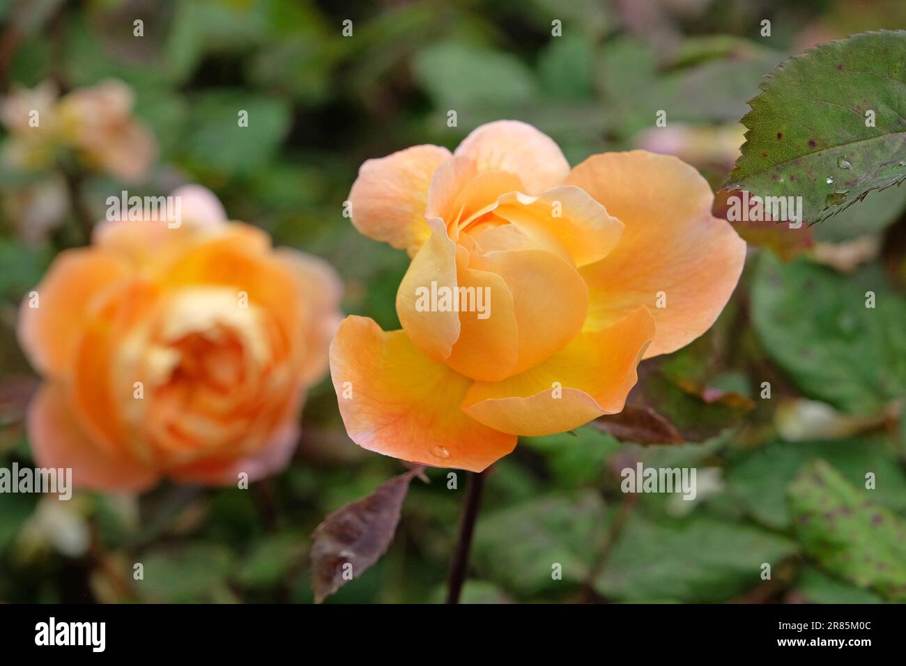 Lady emma hamilton rose immagini e fotografie stock ad alta risoluzione ...