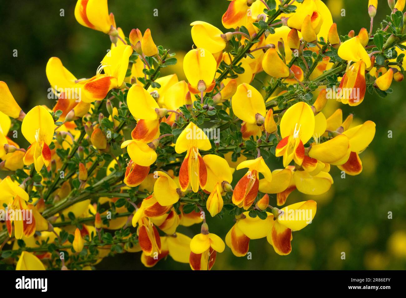 Cytisus scoparius pflanze immagini e fotografie stock ad alta ...