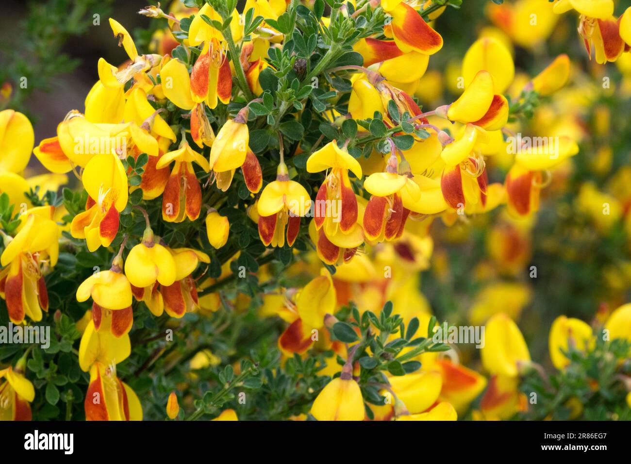 Scotch broom cytisus scoparius immagini e fotografie stock ad alta risoluzione - Alamy