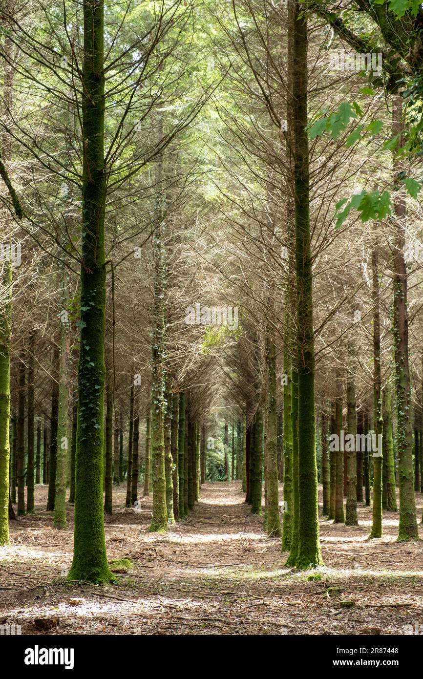 Foresta del nord della spagna immagini e fotografie stock ad alta ...
