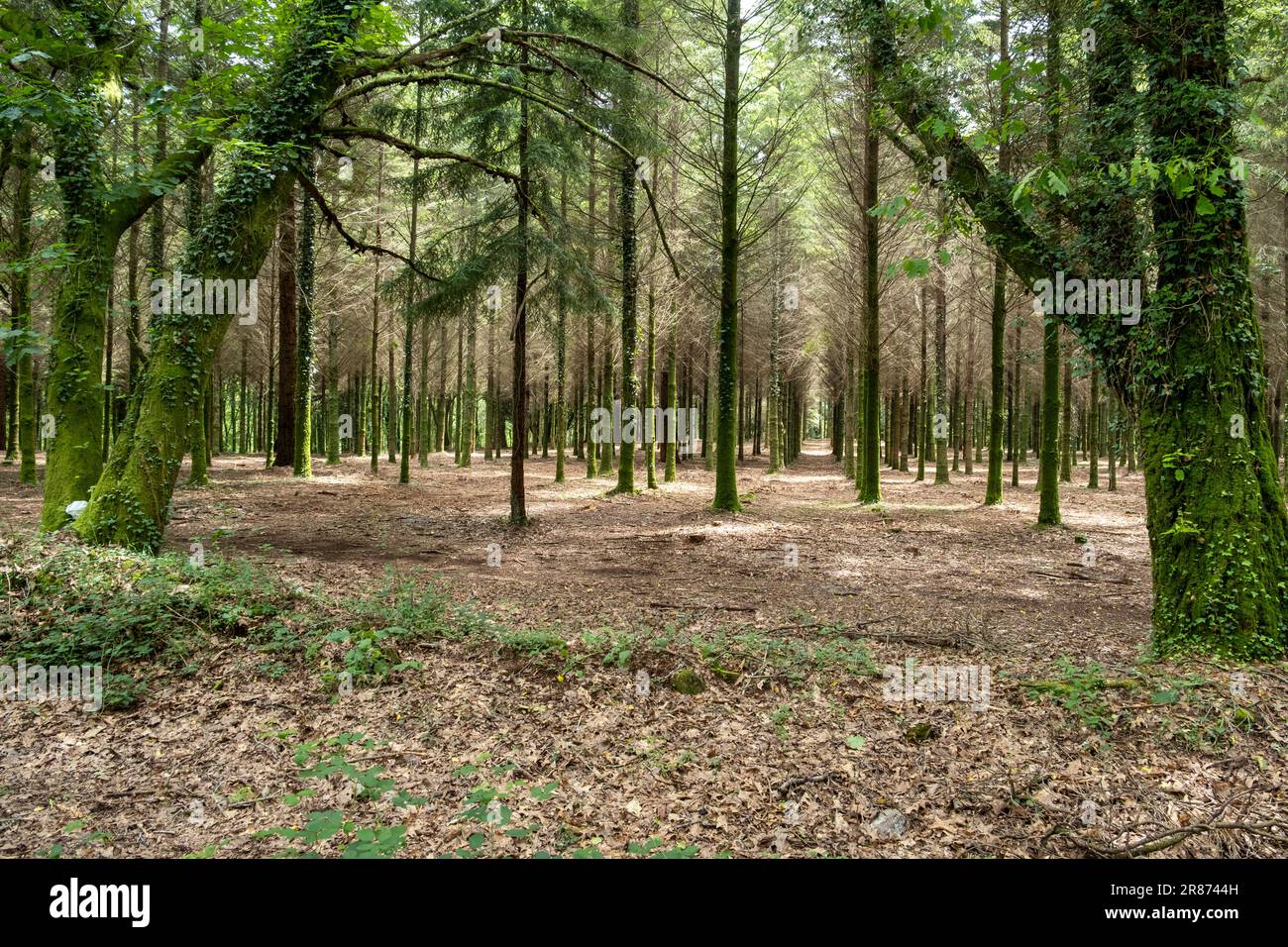 Foresta del nord della spagna immagini e fotografie stock ad alta ...