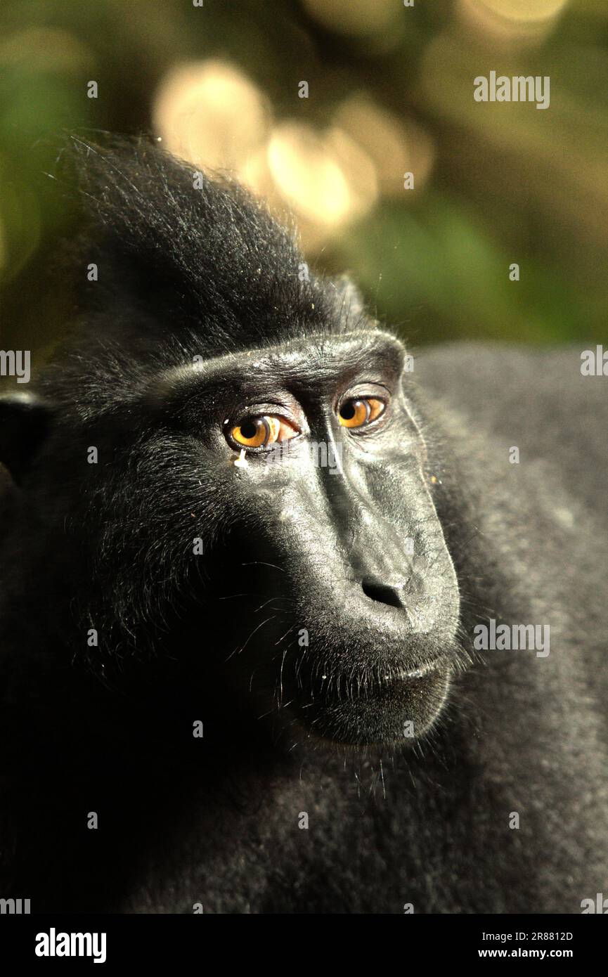 Ritratto di un macaco crestato Celebes (Macaca nigra) nella foresta di ...