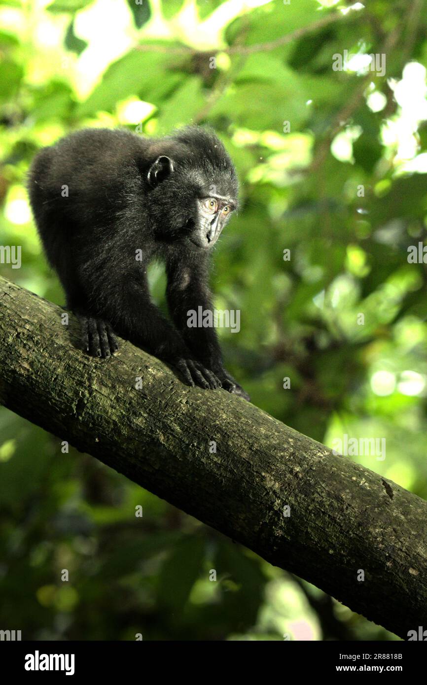 Caratteristiche facciali del macaco immagini e fotografie stock ad alta ...