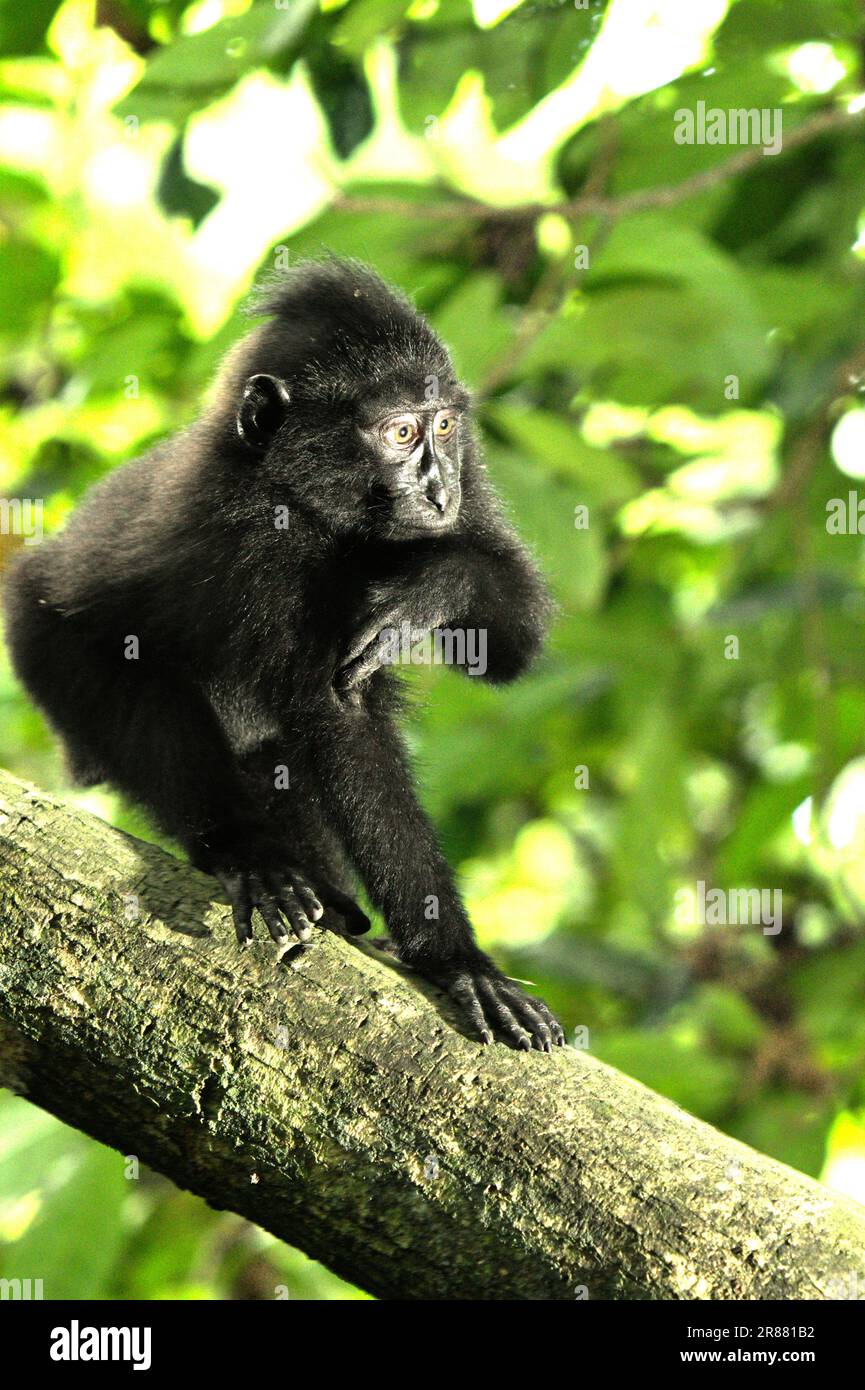 Caratteristiche facciali del macaco immagini e fotografie stock ad alta ...