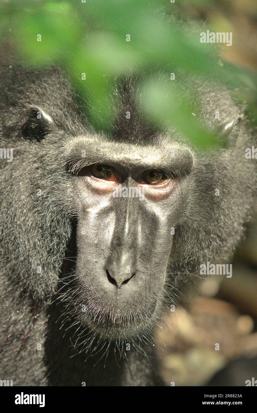 Ritratto di un macaco crestato Celebes (Macaca nigra) nella foresta di ...