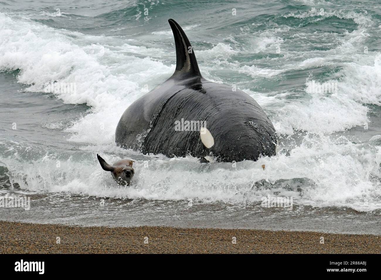 La balena killer (Orcinus orca) insegue le foche manomate (Otaria ...