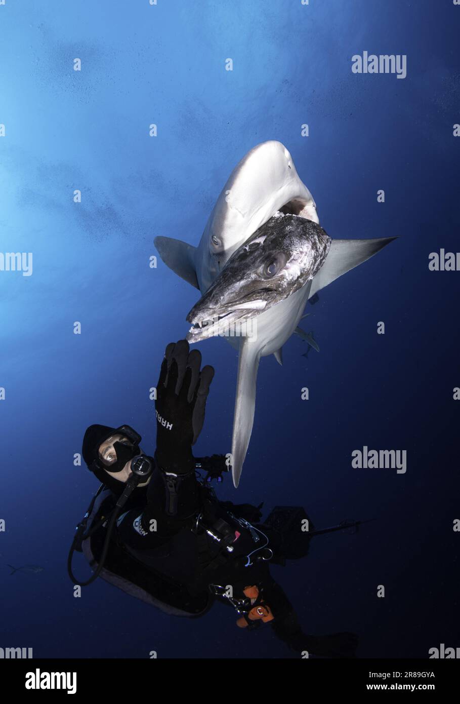 Il subacqueo che dà lo squalo più chum. FLORIDA, USA: QUESTO CORAGGIOSO ...