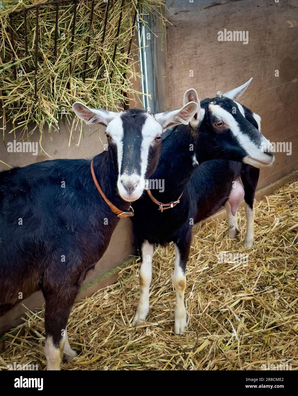 Capre nere immagini e fotografie stock ad alta risoluzione - Alamy