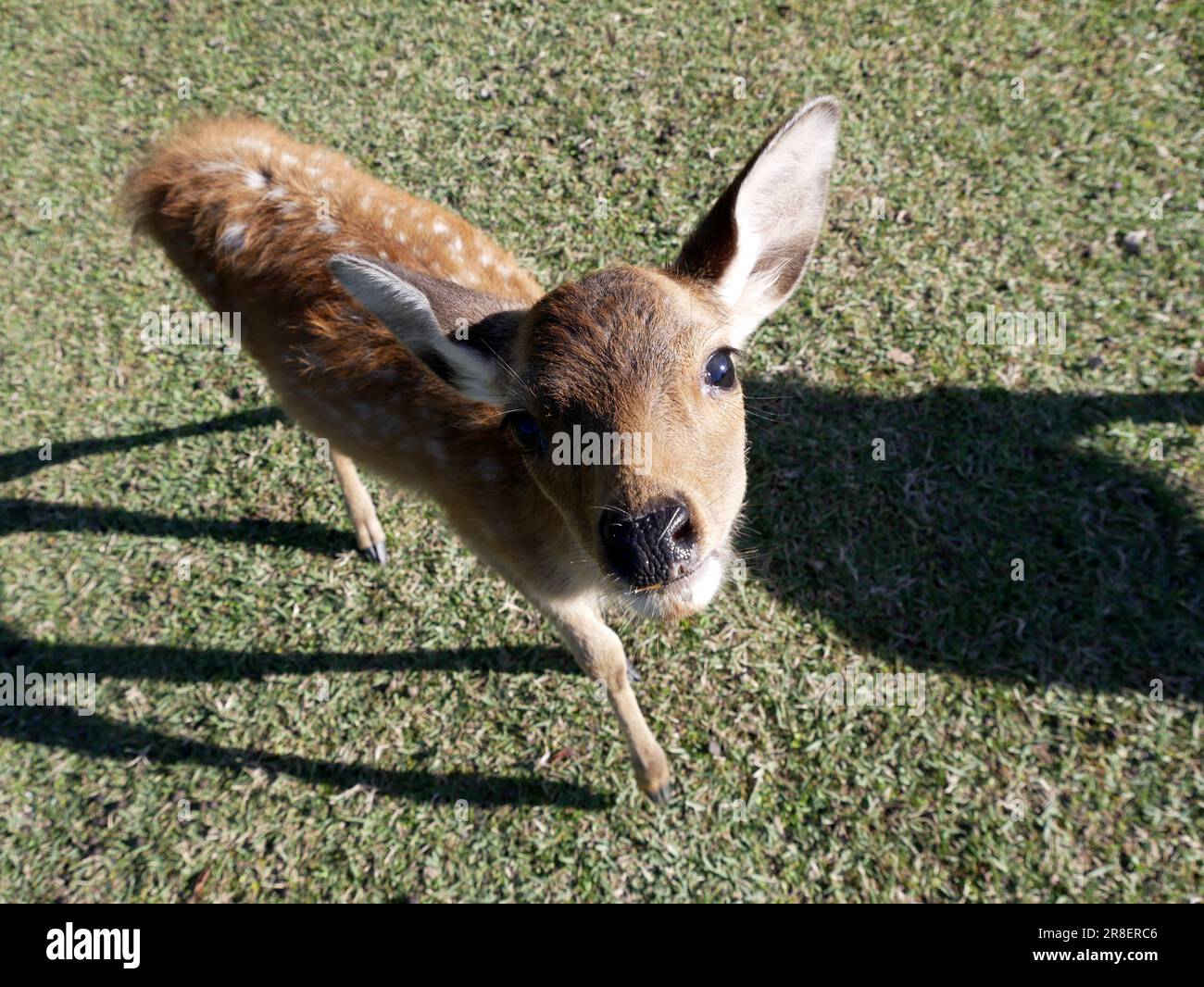 Cervo maculato settentrionale immagini e fotografie stock ad alta ...