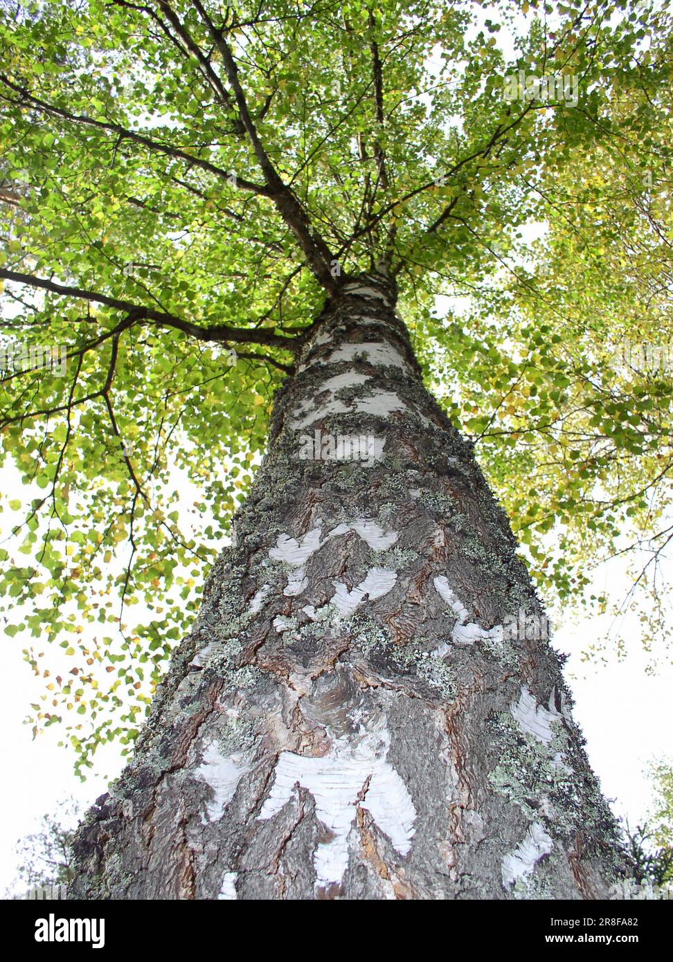 Albero tronco di betulla immagini e fotografie stock ad alta ...