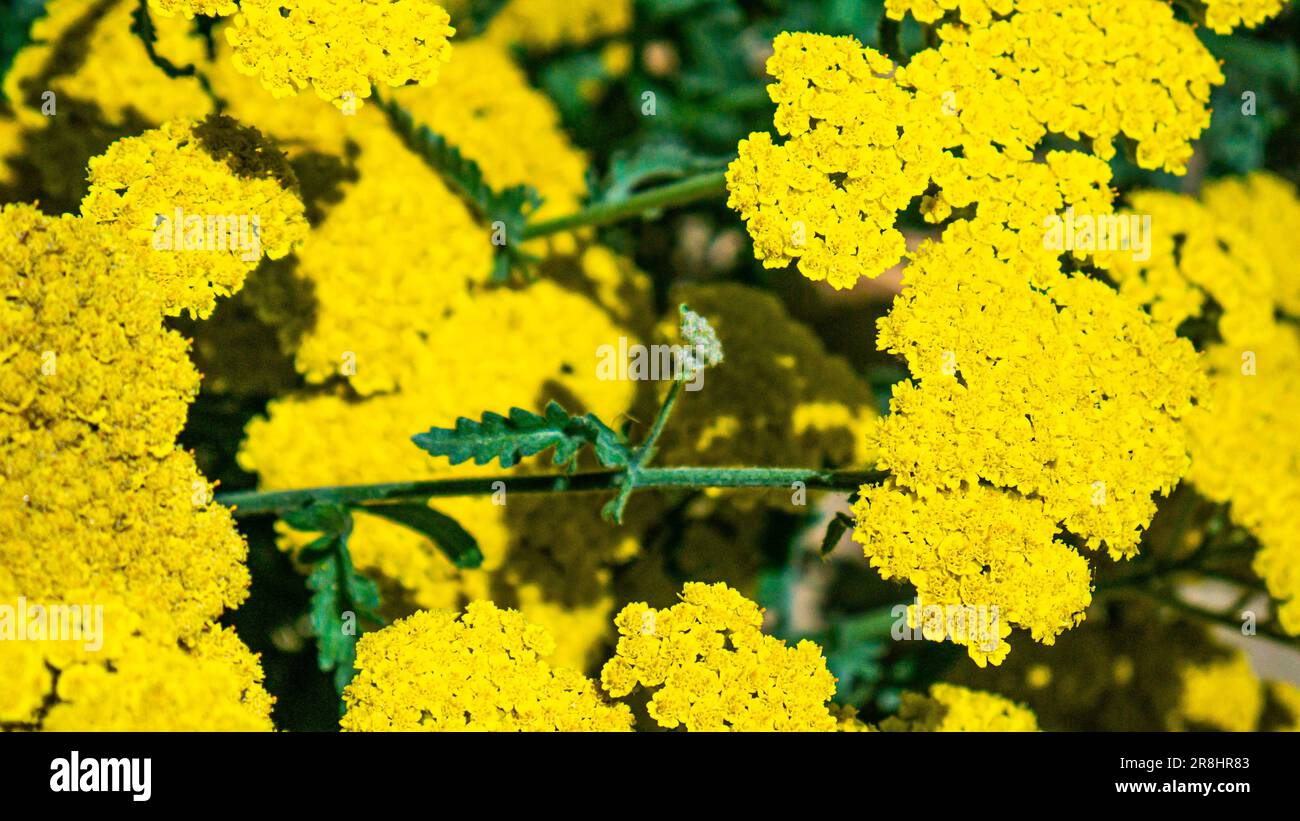 Steli di achillea immagini e fotografie stock ad alta risoluzione - Alamy