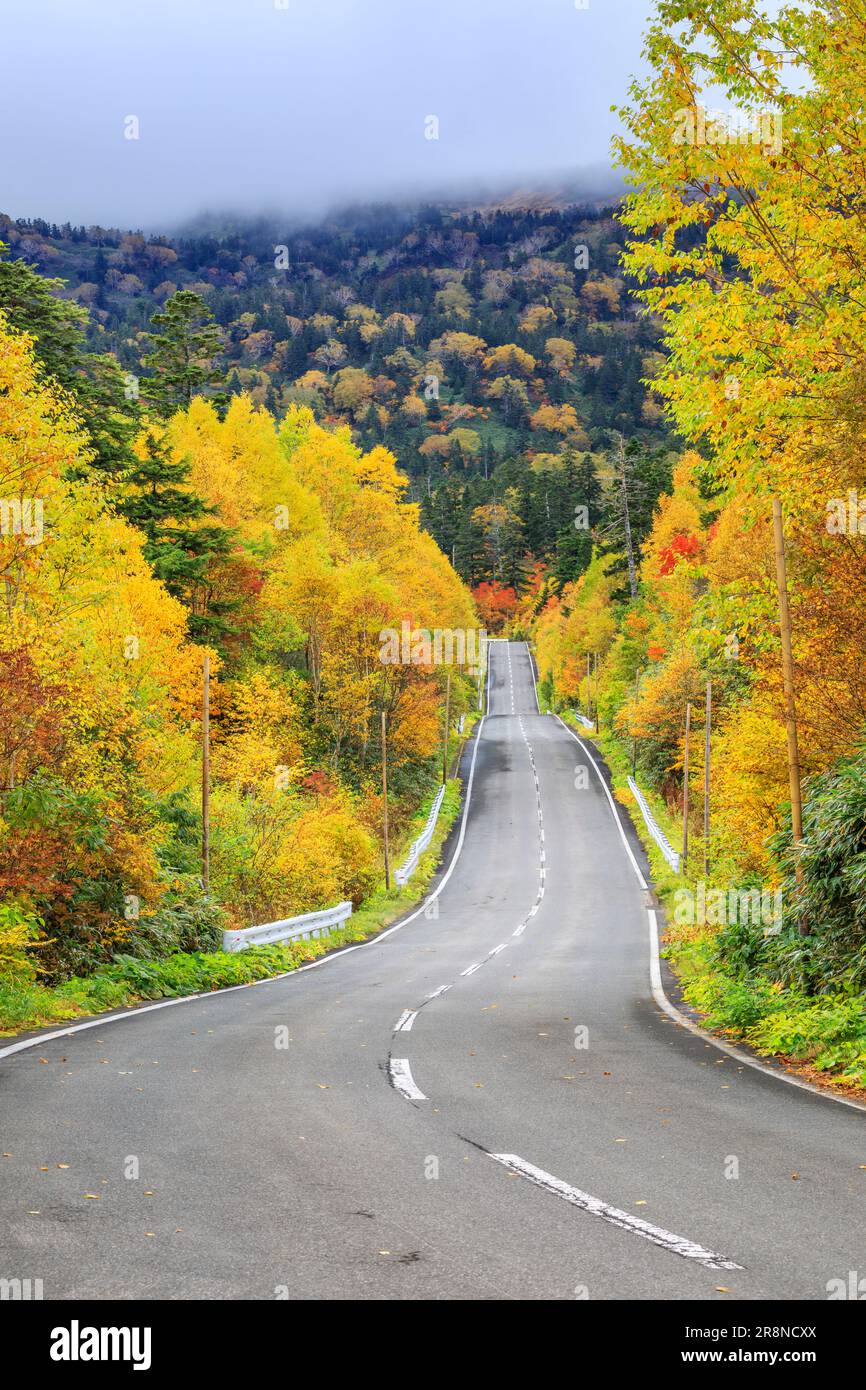 Linea jukai immagini e fotografie stock ad alta risoluzione - Alamy