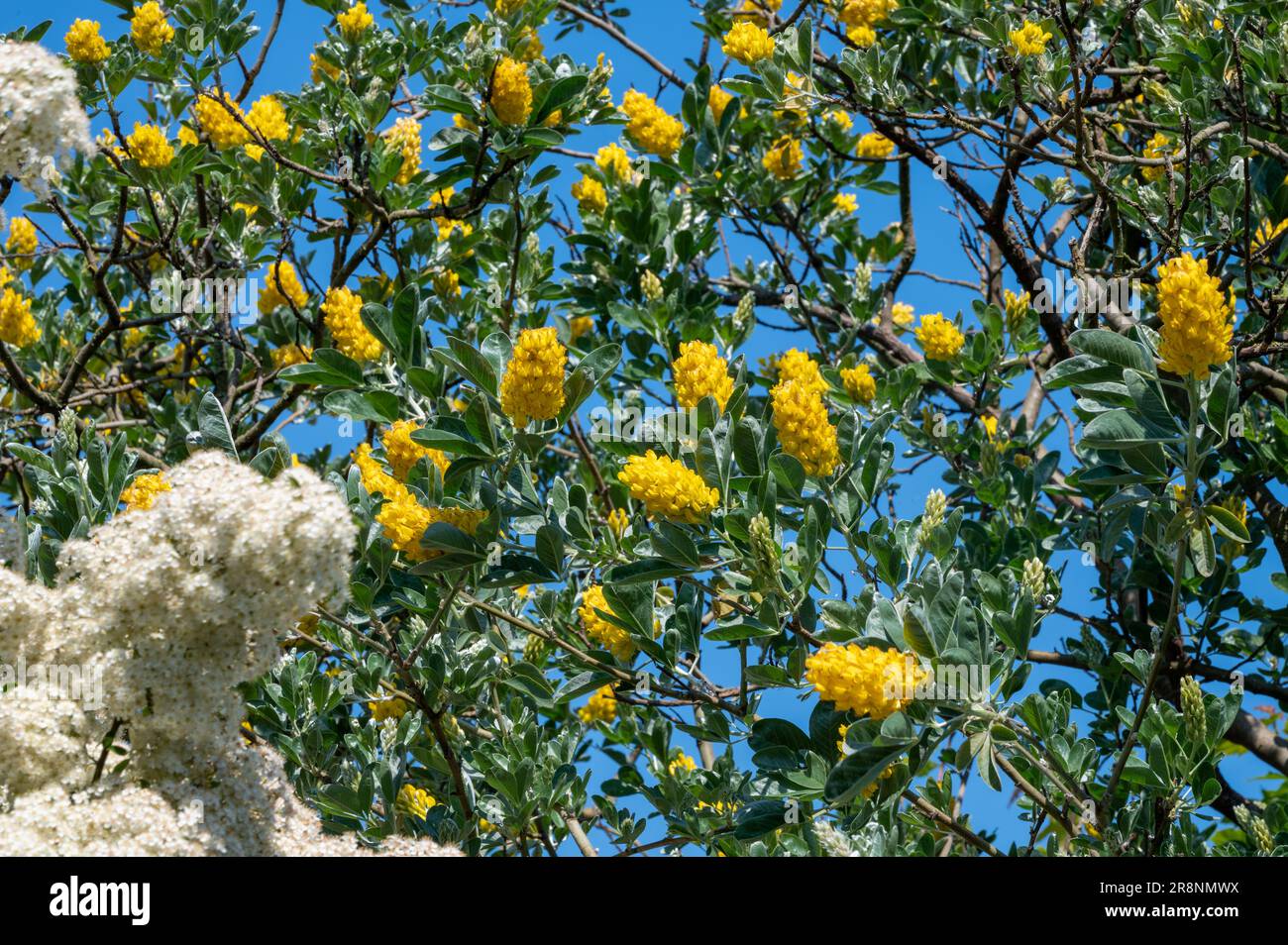 Moroccan broom immagini e fotografie stock ad alta risoluzione - Alamy