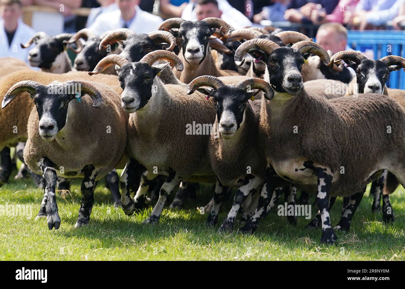 Le pecore Blackface sono giudicate nel ring al Royal Highland Centre di ...