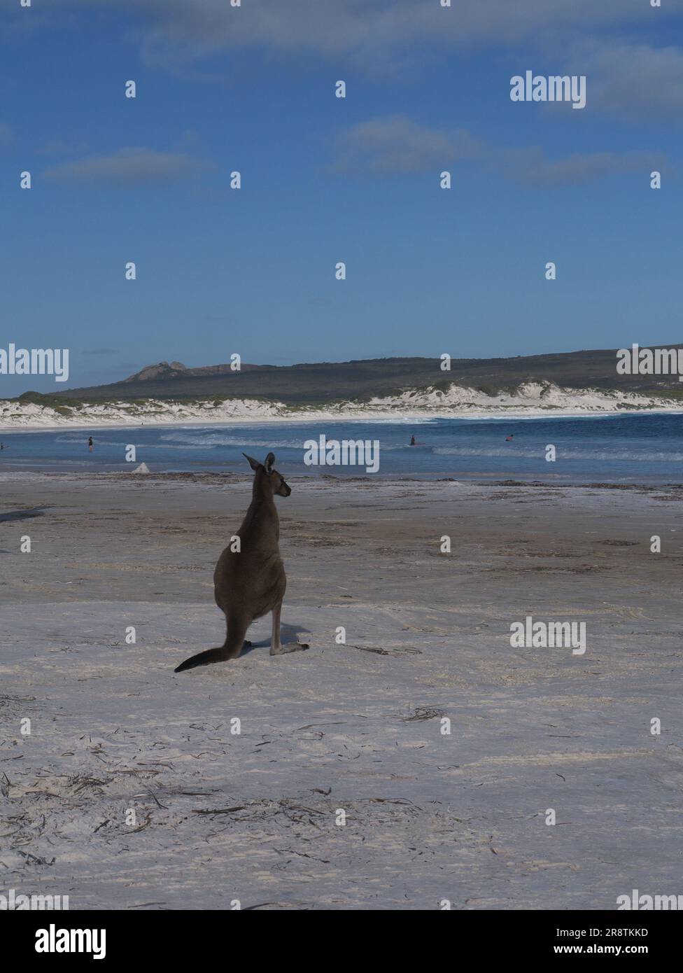 Esperimento di canguro immagini e fotografie stock ad alta risoluzione ...