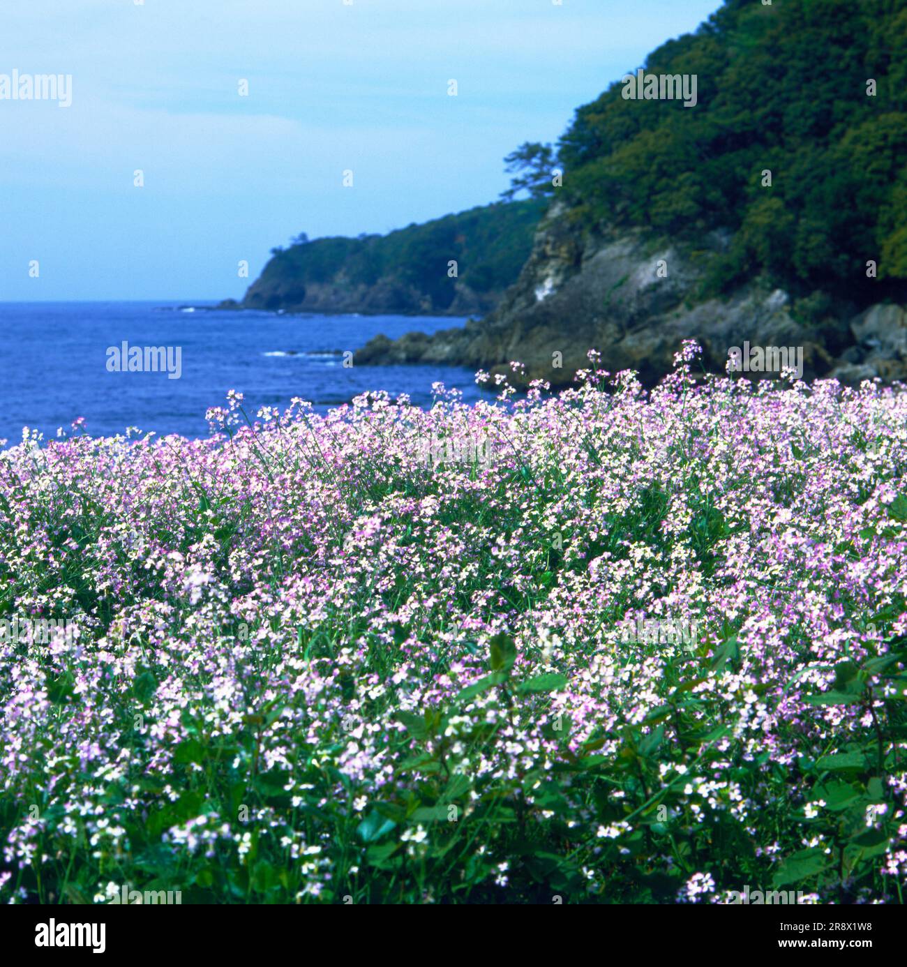 Ravanello selvatico immagini e fotografie stock ad alta risoluzione - Alamy