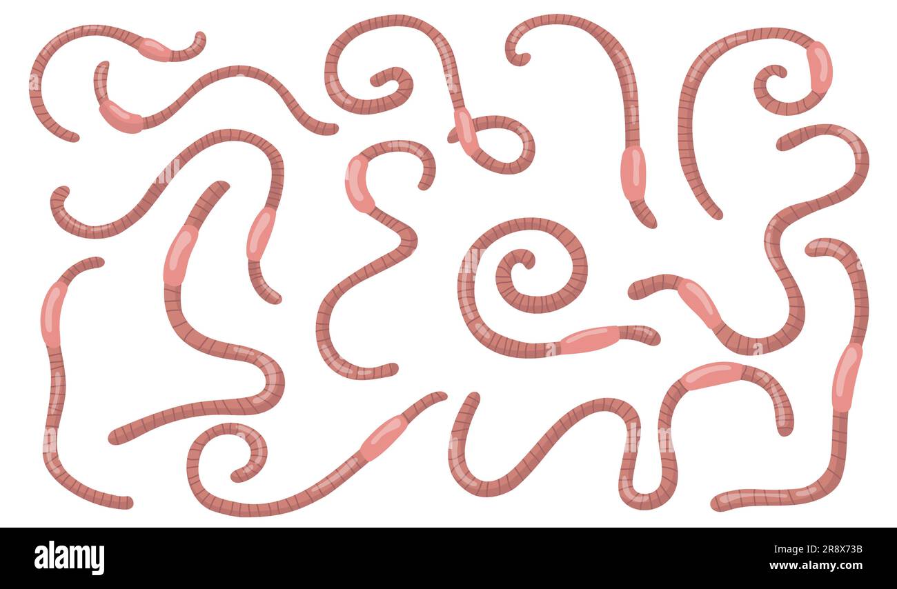 Vermi compost Immagini Vettoriali Stock - Alamy