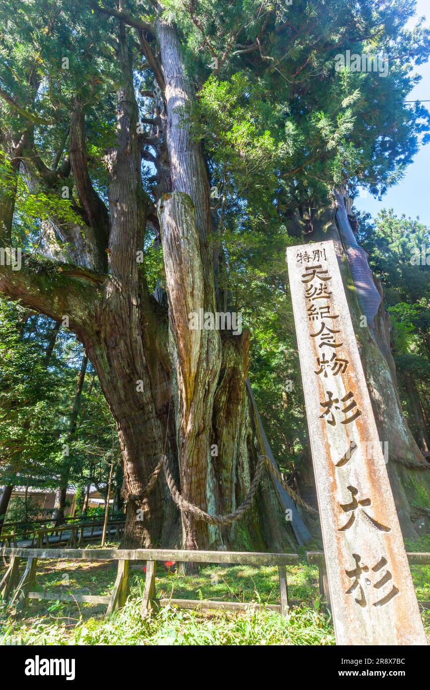 Grande albero di cedro immagini e fotografie stock ad alta risoluzione ...