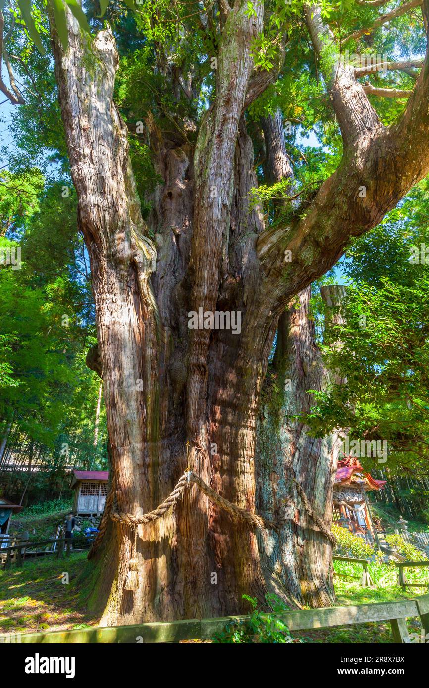 Grande albero di cedro immagini e fotografie stock ad alta risoluzione ...