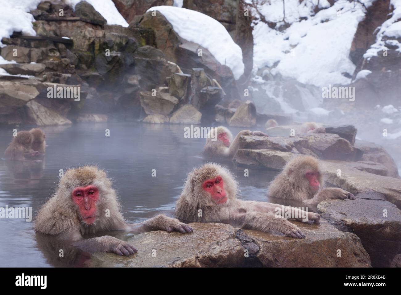 Parco jigokudani immagini e fotografie stock ad alta risoluzione - Alamy