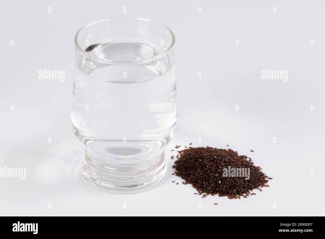 Vetro d'acqua e piantagione di sabbia, semi (Plantago afra), Plantain ...