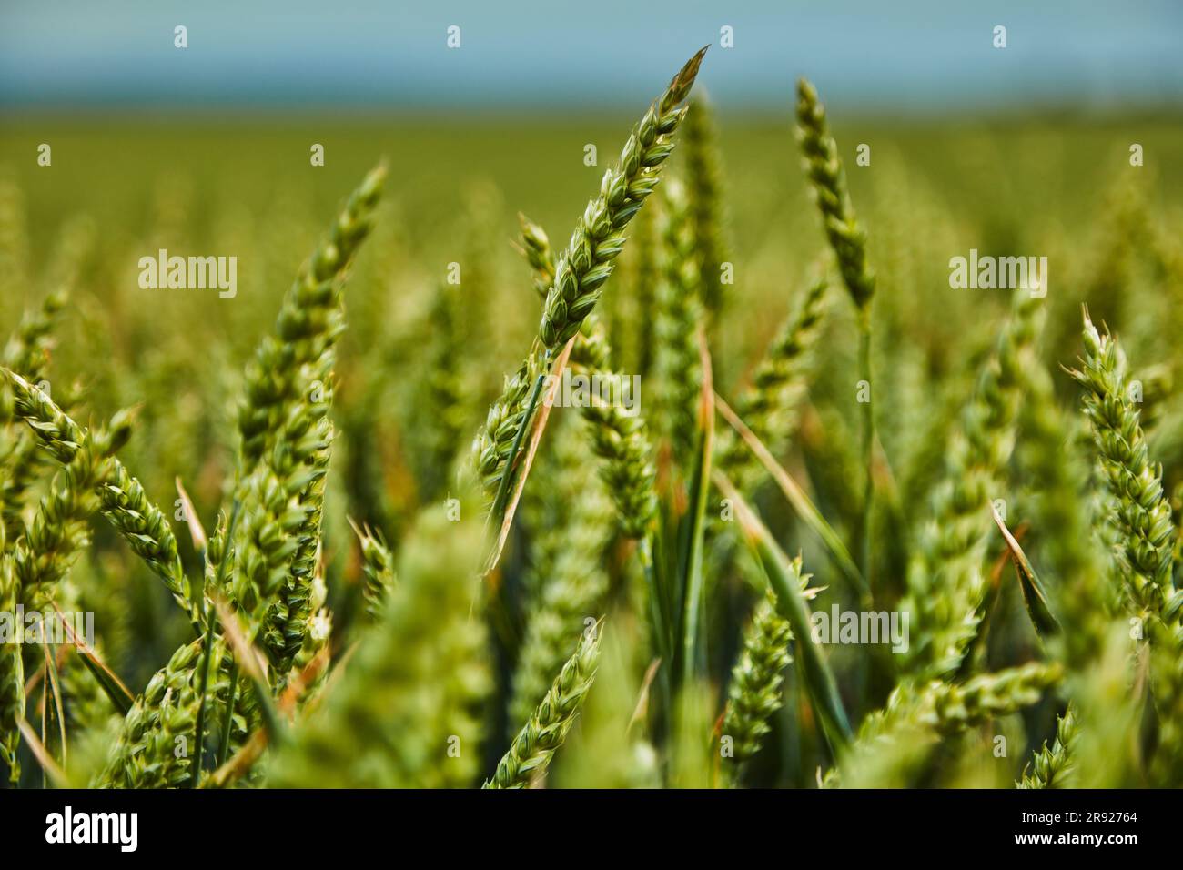 Coltivazione del grano in serbia immagini e fotografie stock ad alta ...