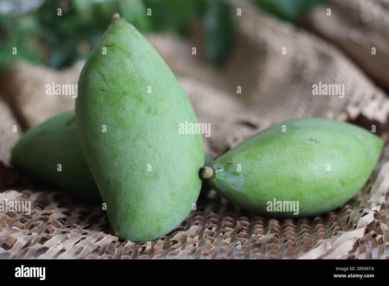 Totapuri manghi crudi o Magnifera indica. Si tratta di un mango di ...