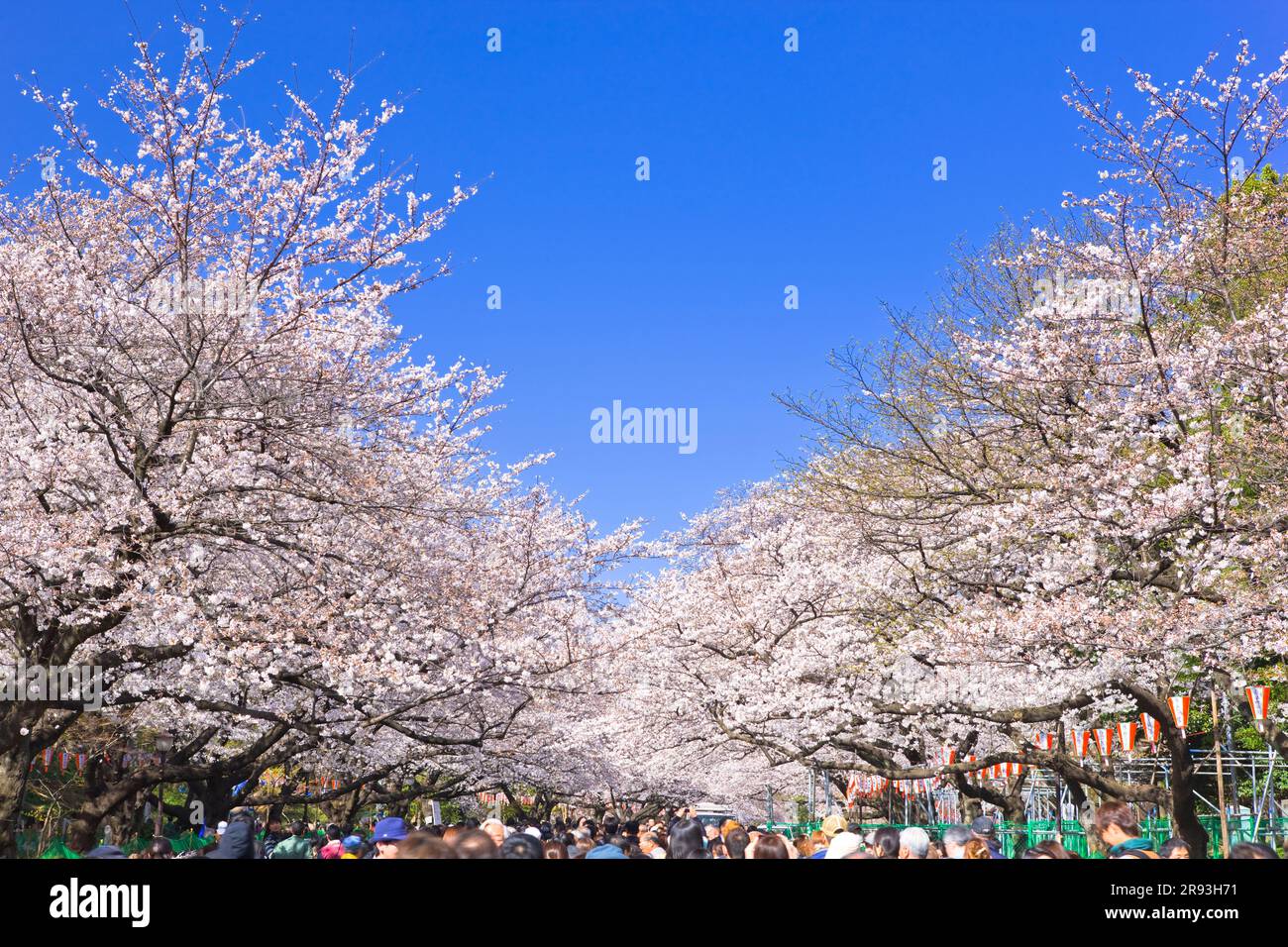Kirschblüten bei ueno immagini e fotografie stock ad alta risoluzione - Alamy