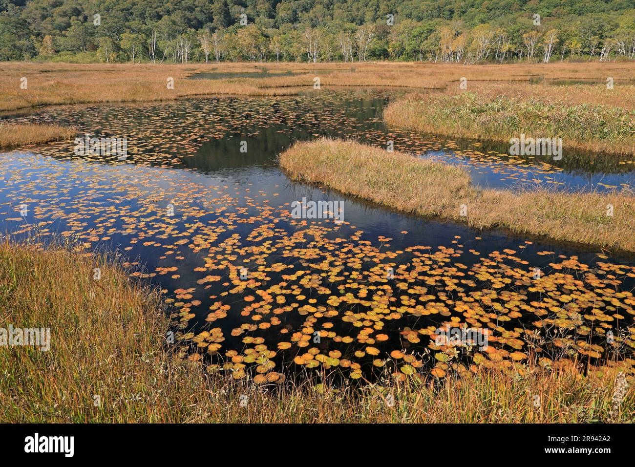 Foglia di pecora immagini e fotografie stock ad alta risoluzione - Alamy