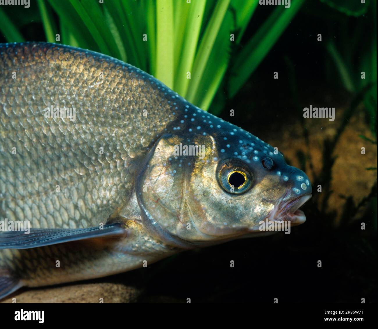 Orata ossuta immagini e fotografie stock ad alta risoluzione - Alamy